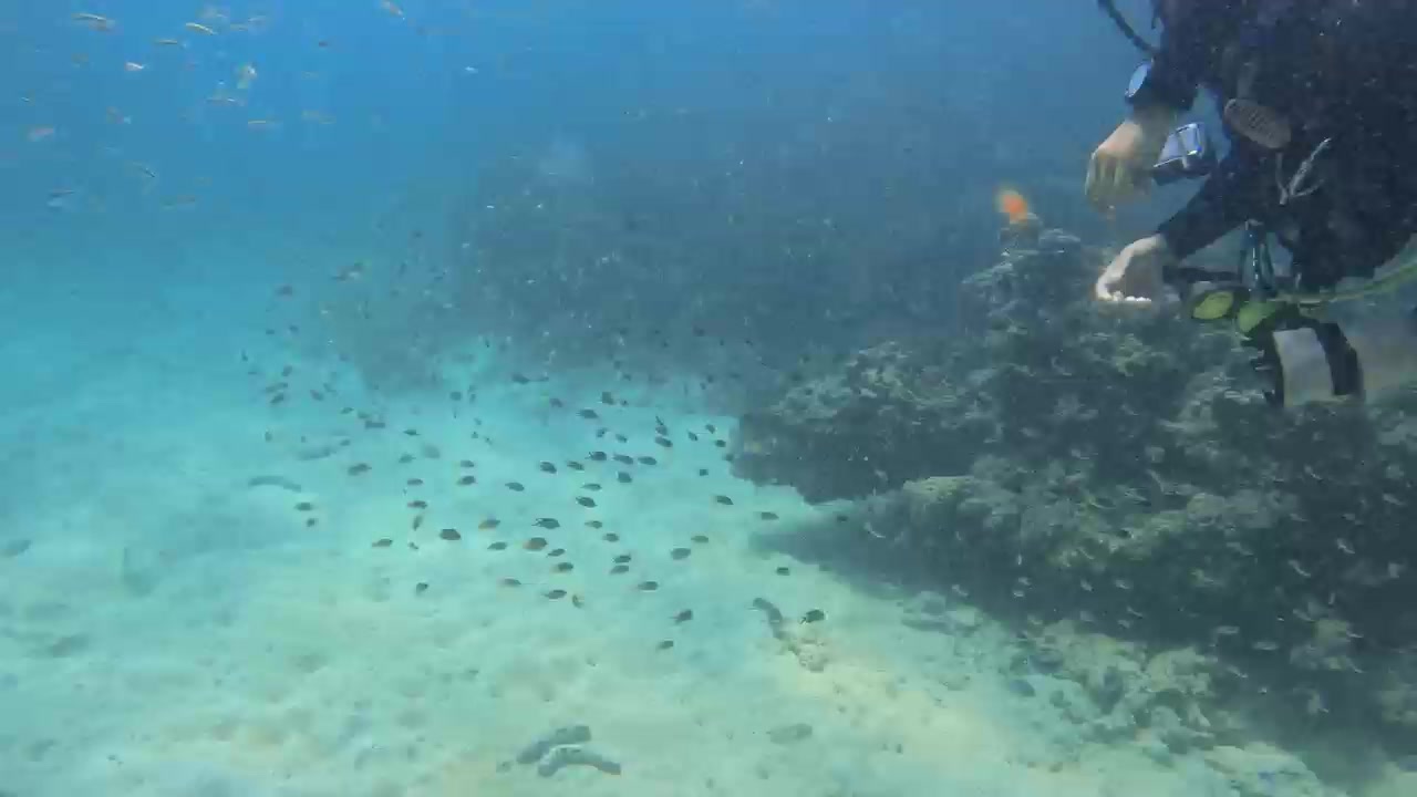 Under Sea Video Editor Popular videos